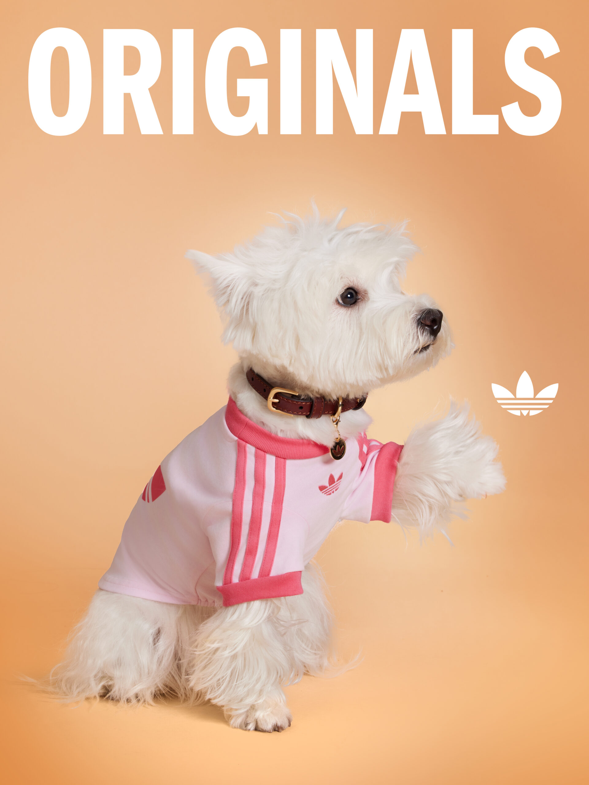 adidas Originals 宠物系列首度亮相 – NOWRE现客
