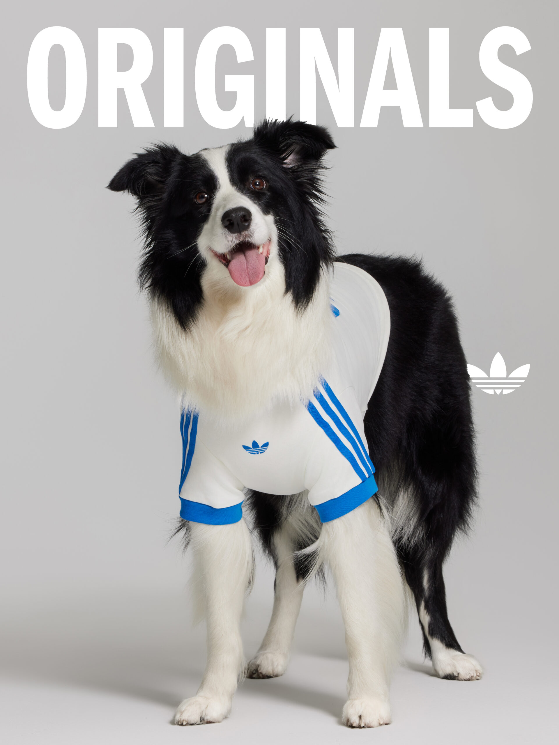 adidas Originals 宠物系列首度亮相 – NOWRE现客